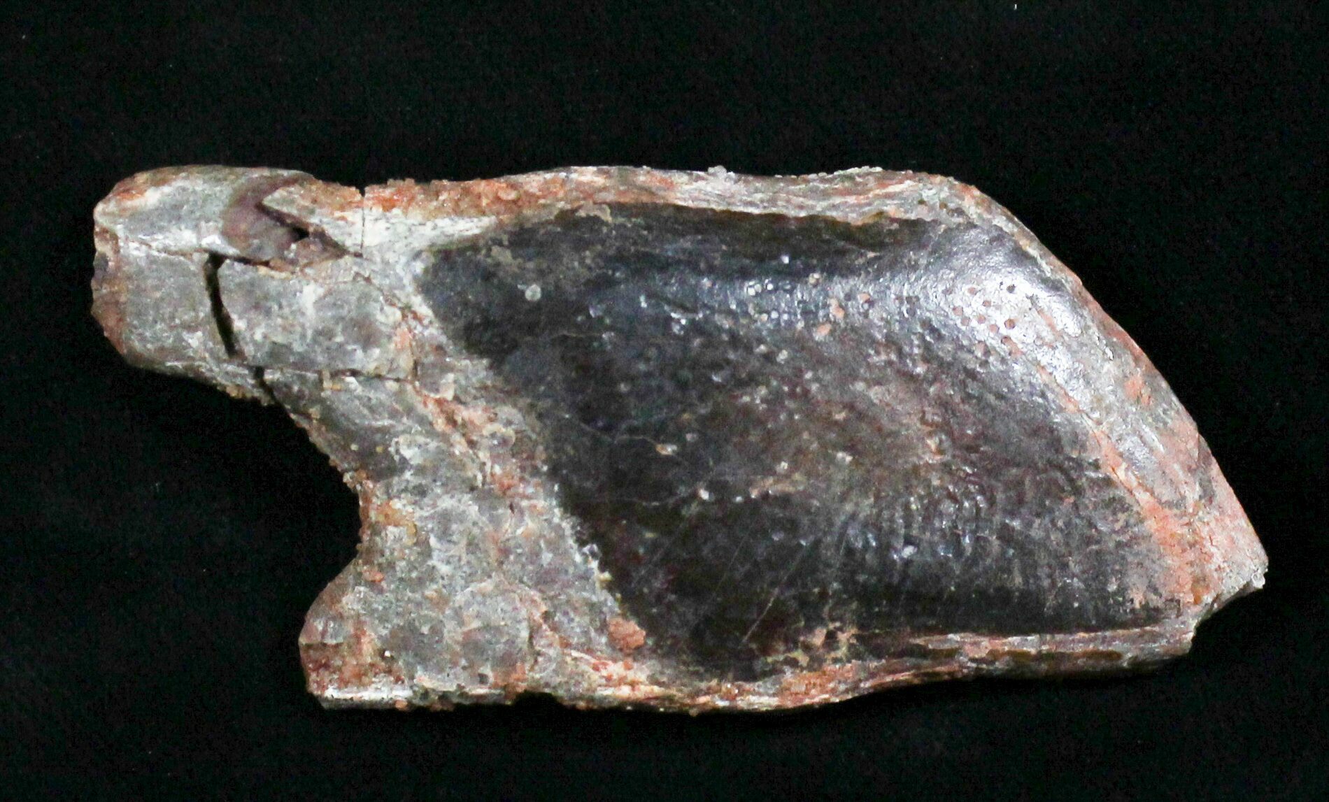 Huge 3.1" Gar Fish Scale - Kem Kem Beds (#18851) For Sale - FossilEra.com