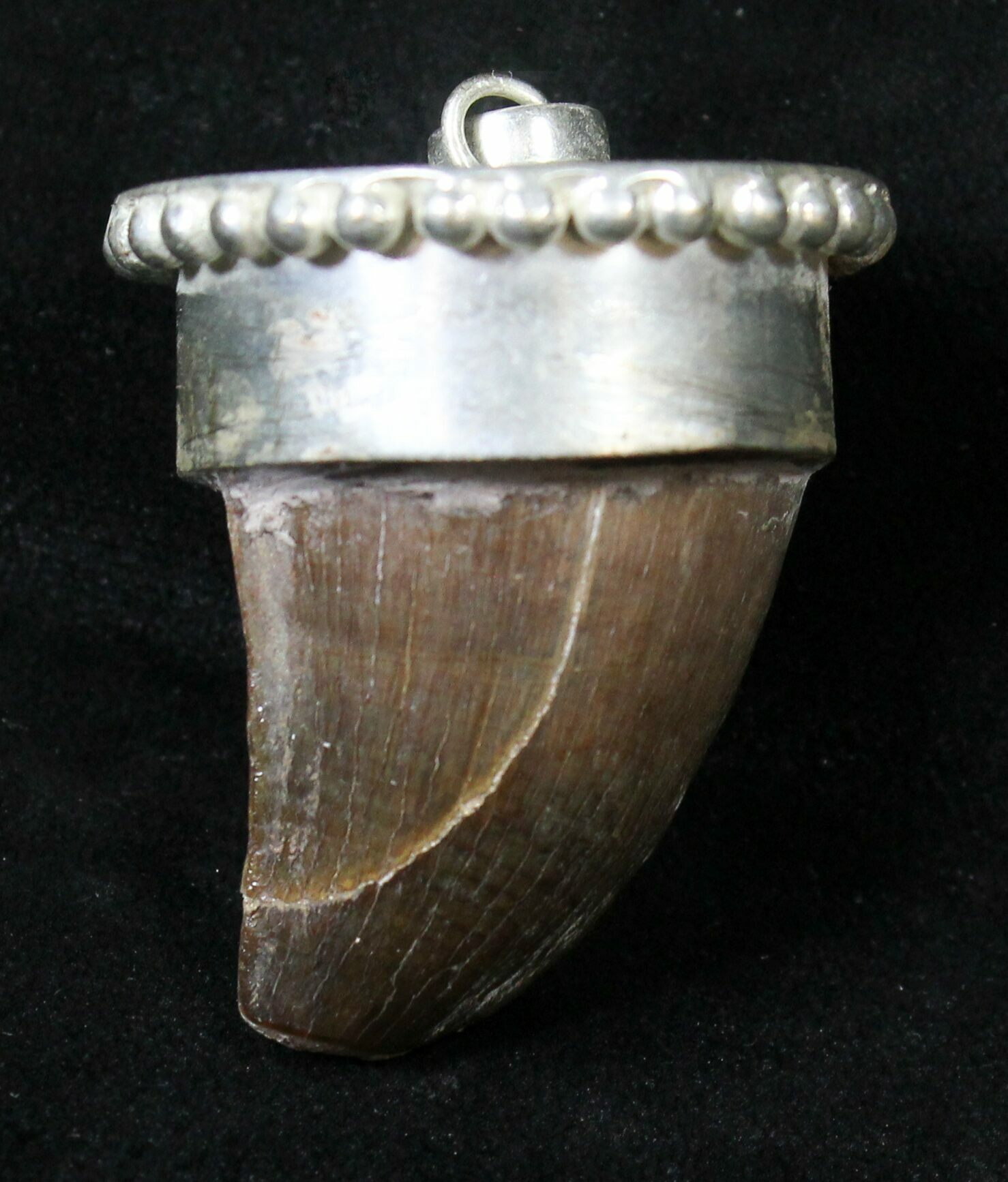 Authentic Fossil Mosasaur Tooth Pendant (#18933) For Sale - FossilEra.com