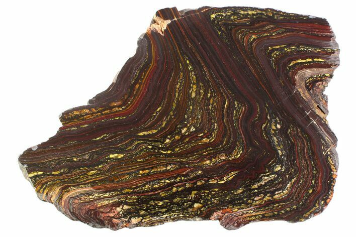 10.7" Polished Tiger Iron "Stromatolite" Slab - 3.02 Billion Years ...