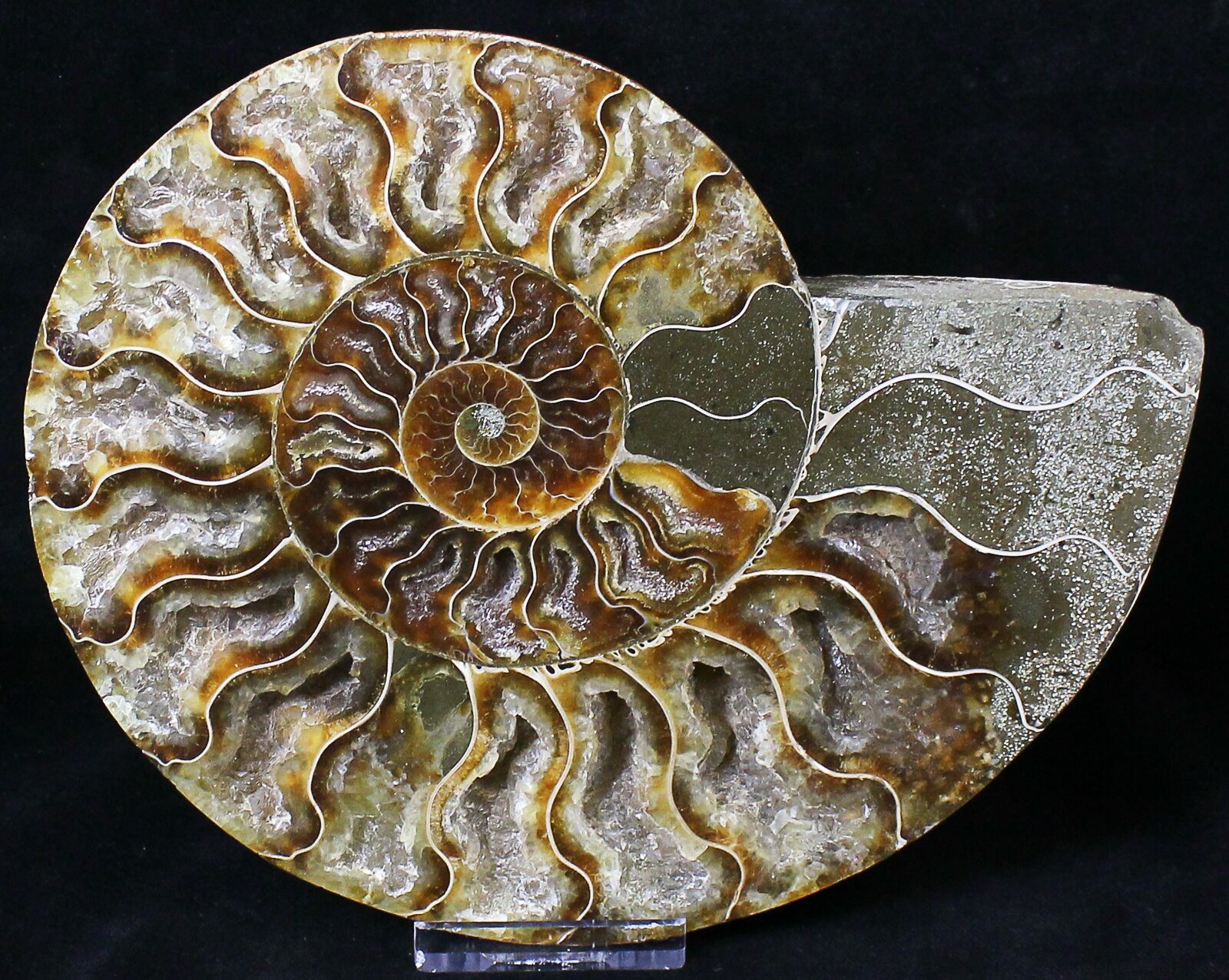 6.3" Split Agatized Ammonite - 110 Million Years (#18824) For Sale ...