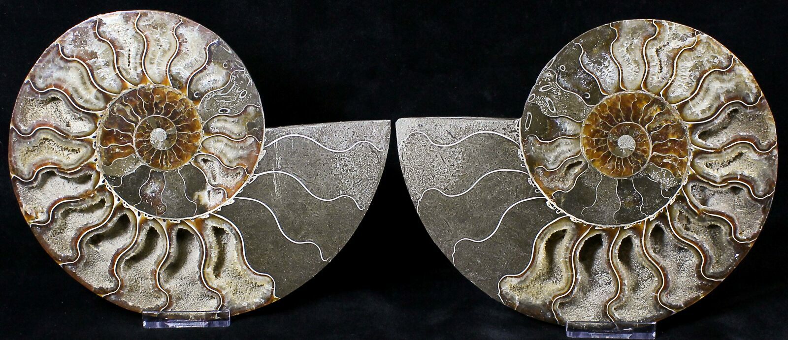 6.5" Split Agatized Ammonite - 110 Million Years (#18830) For Sale ...