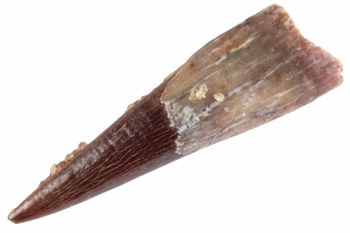 .60" Fossil Pterosaur (Siroccopteryx) Tooth - Morocco (#360007) For ...