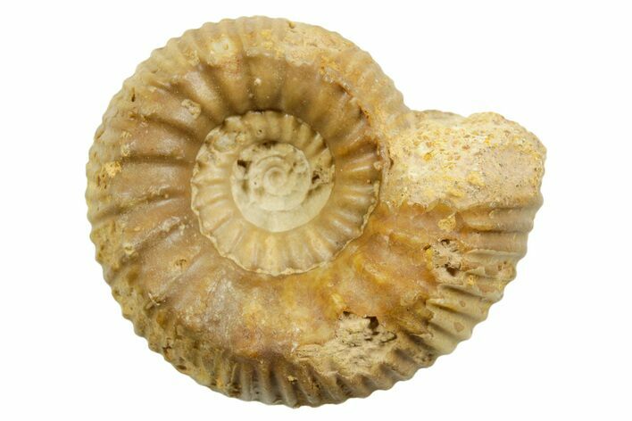 1.3" Jurassic Ammonite (Teloceras) Fossil - Évrecy, France (#367678 ...