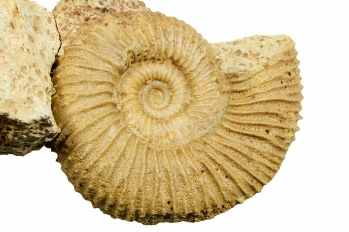 1.45" Jurassic Ammonite (Garantiana) Fossil - Évrecy, France (#367865 ...