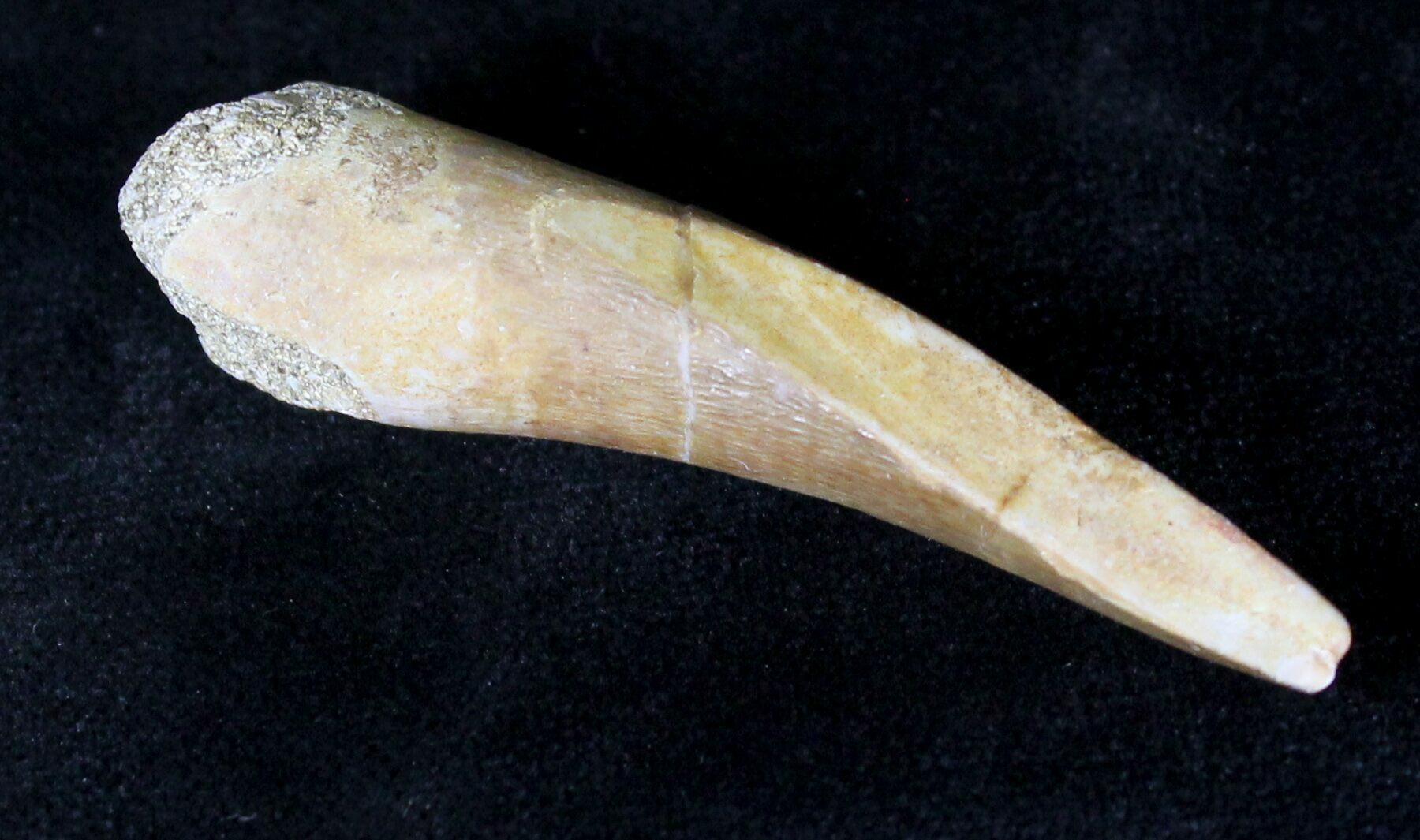 Bargain 2.11" Fossil Plesiosaur Tooth (#20160) For Sale - FossilEra.com