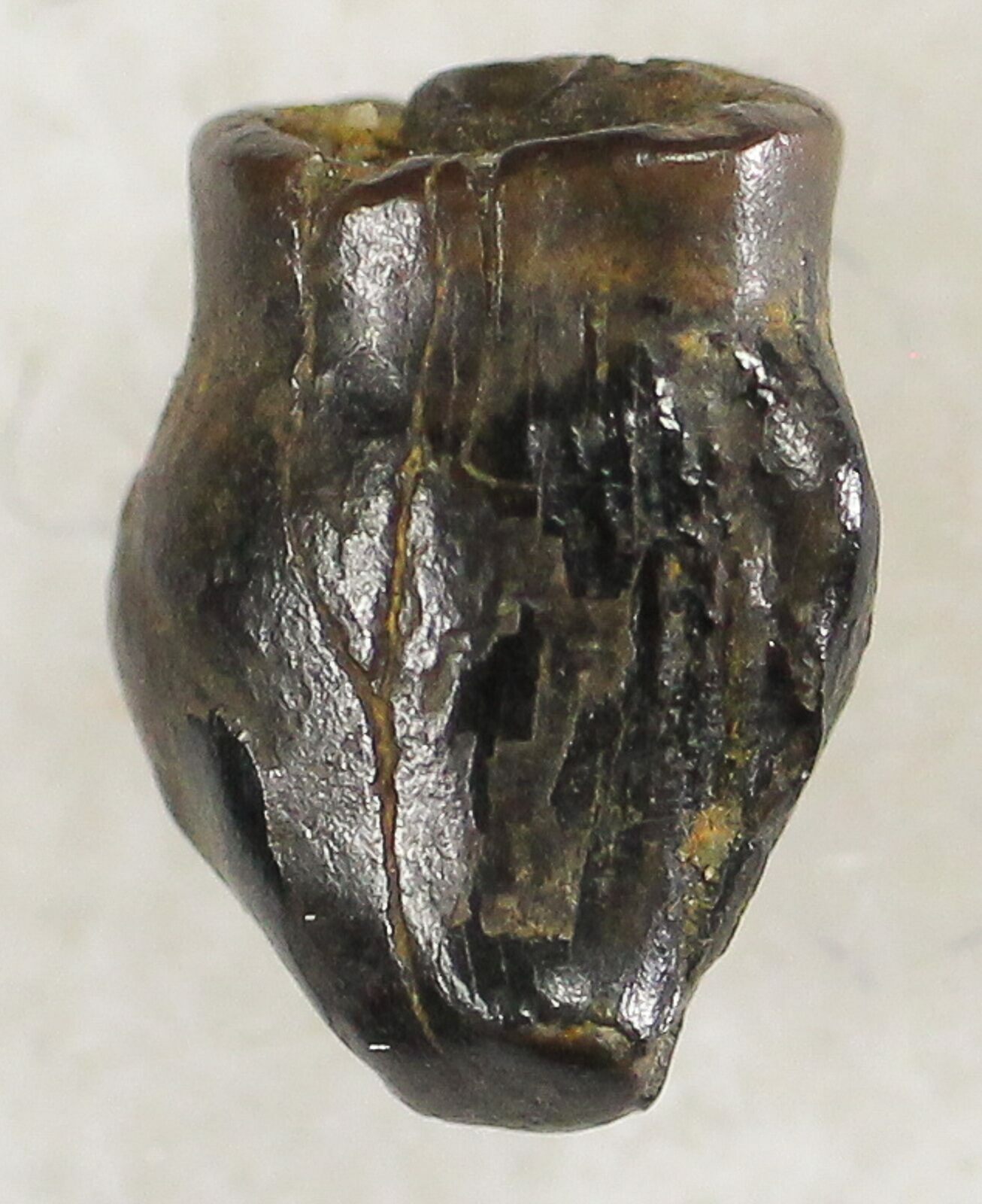 .27" Thescelosaurus Tooth - Hell Creek Formation, Montana (#20425) For ...
