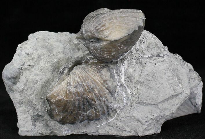 Platystrophia Brachiopods Fossil From Kentucky (#21816) For Sale ...
