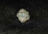 Very Detailed Rolled Up Flexicalymene Trilobite (#285) For Sale ...