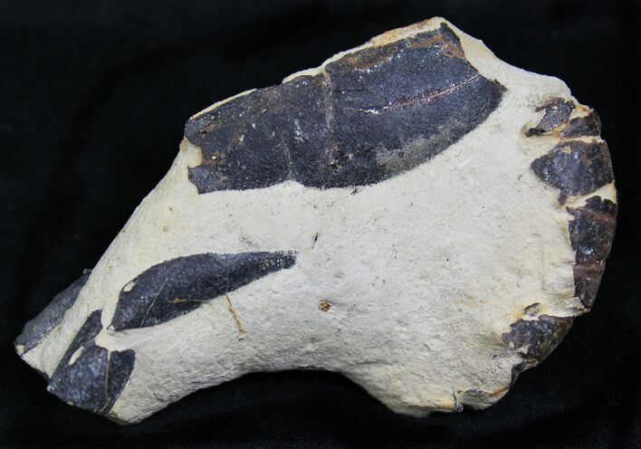 Juvenile Fossil Lobster - Eocene, London Clay (#22082) For Sale ...