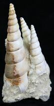 Large Fossil Turritella (Gastropod) From France For Sale (#8810 ...