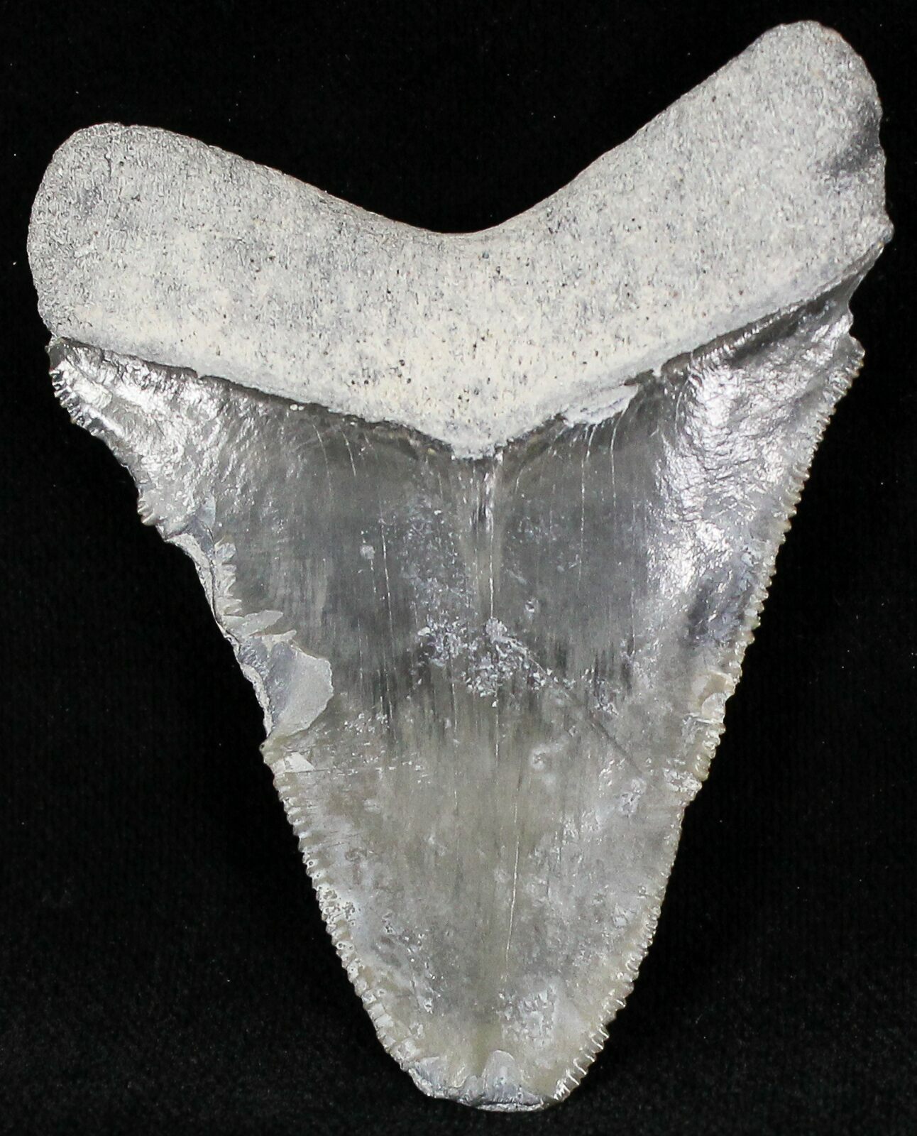 Bluish Gray 2.3" Bone Valley Megalodon Tooth For Sale (#22163 ...