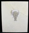 4.6" Jurassic Eryon (Decapod Crustacean) - Germany (#22448) For Sale ...